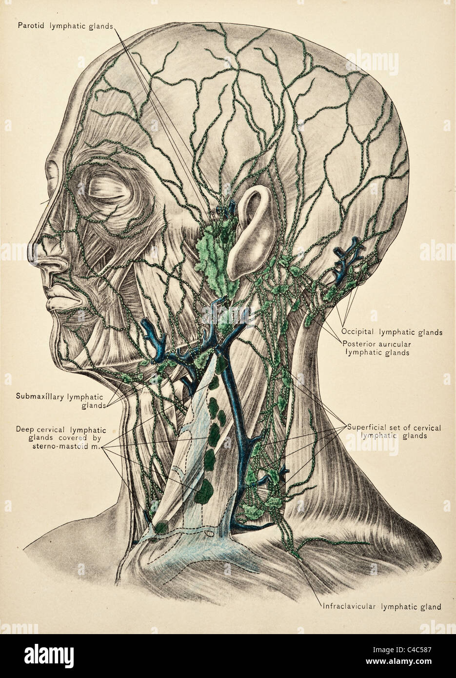 Lymphatic system of neck and head hi-res stock photography and images ...
