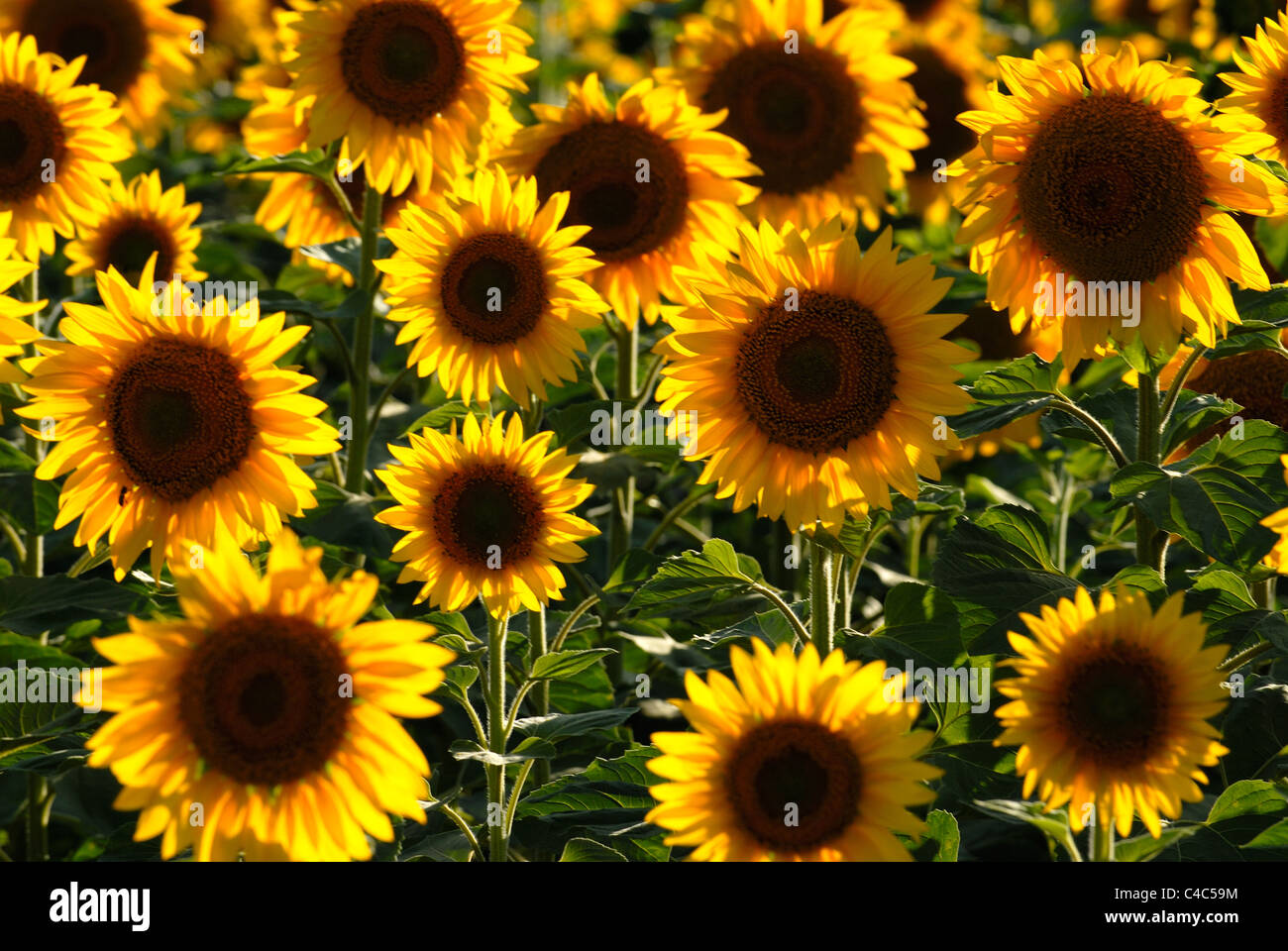 Trio of sunflowers hi-res stock photography and images - Alamy