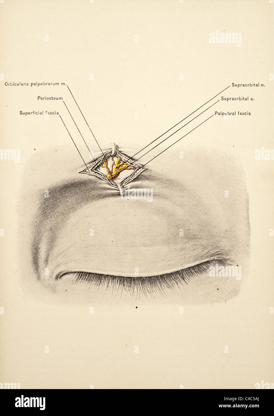 Vintage medical eye illustration hi-res stock photography and images ...