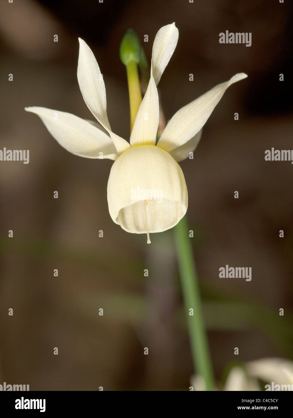 Narcissus triandrus, Angel's tears daffodil, vertical portrait of ...
