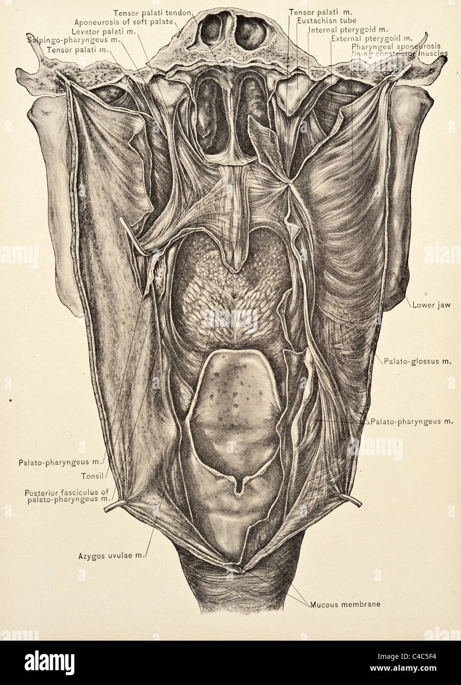 Neck and larynx hi-res stock photography and images - Alamy