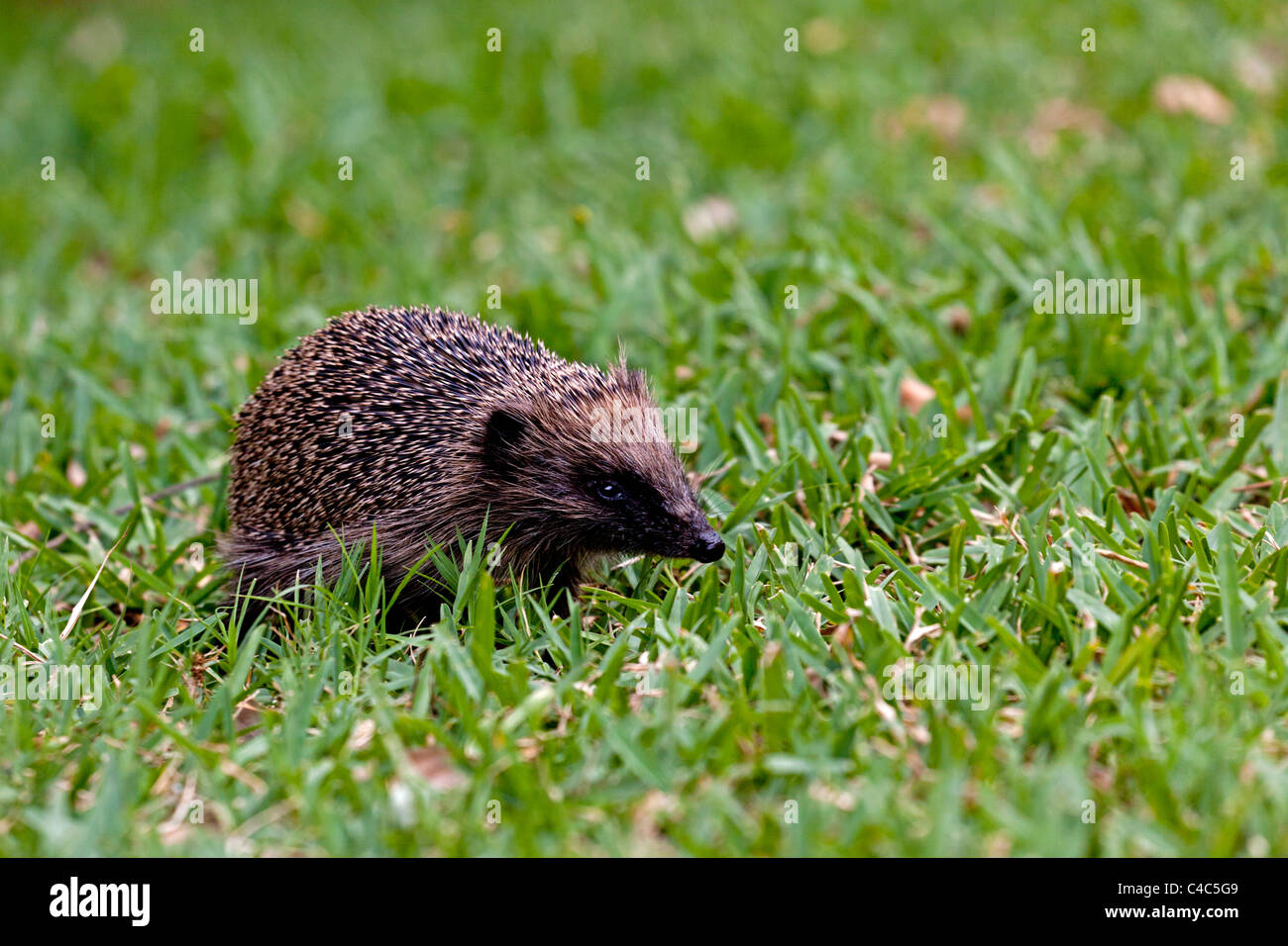 Adult hedgehog hi-res stock photography and images - Alamy