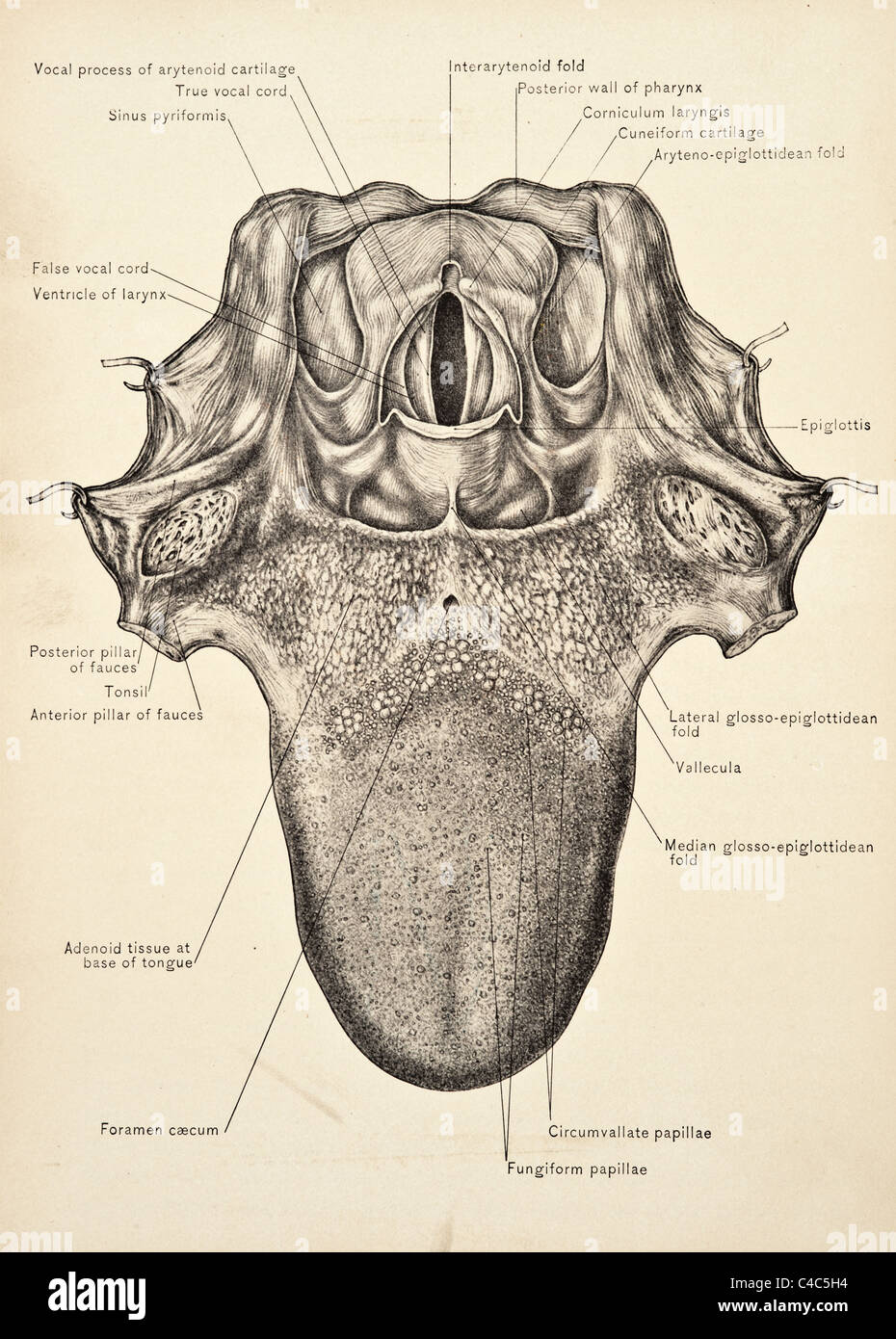 Mylohyoid Raphe