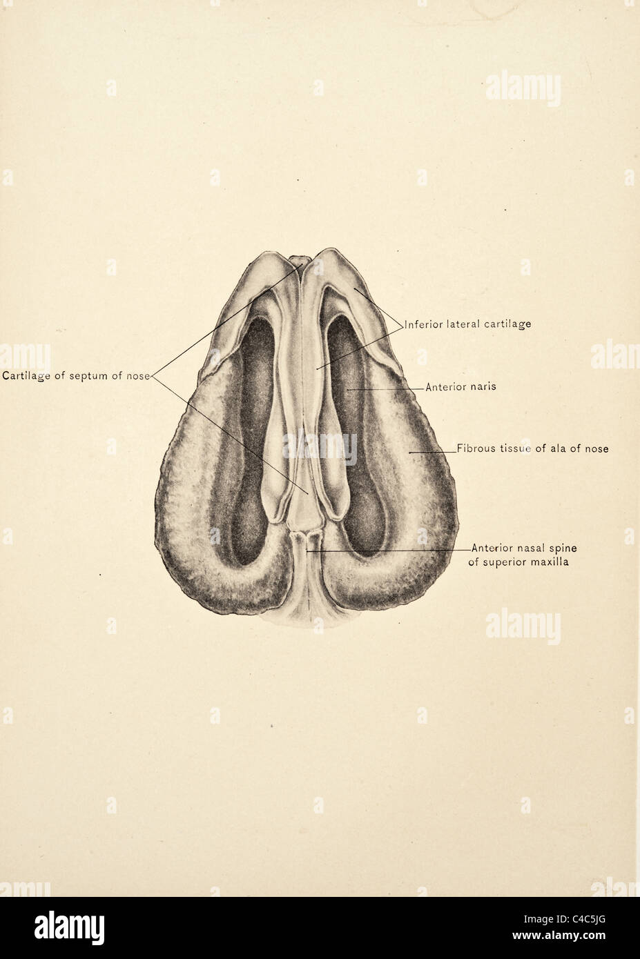 Illustration of the Human Nose copyright 1904 Stock Photo - Alamy