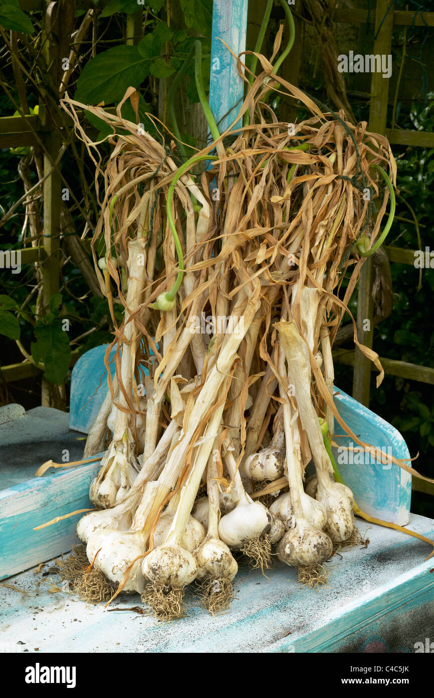 Garlic Marco variety drying out Allium Sativum Stock Photo - Alamy
