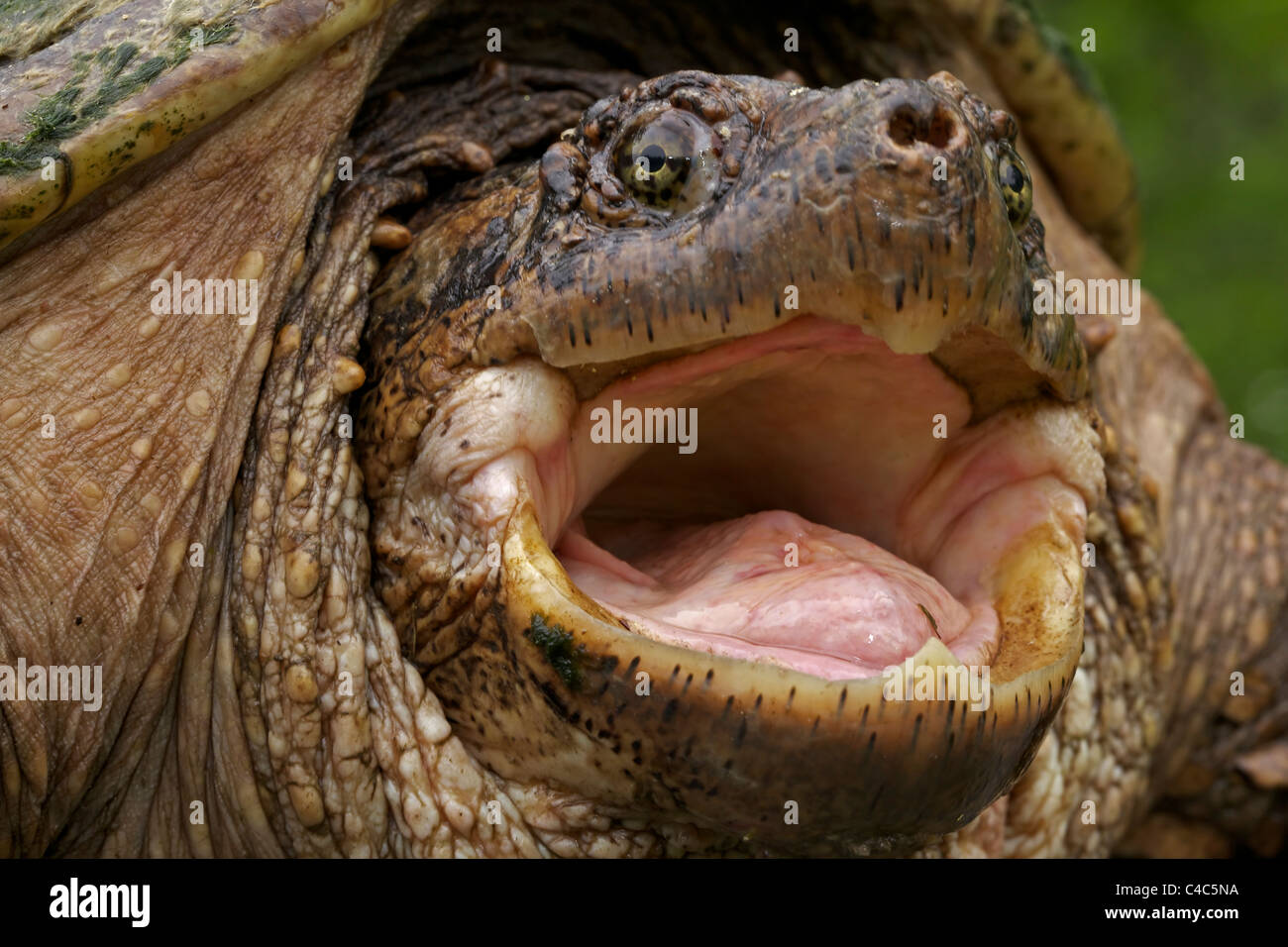 Snapping Turtle (Chelydra serpentina) - New York - Male - Found in ...