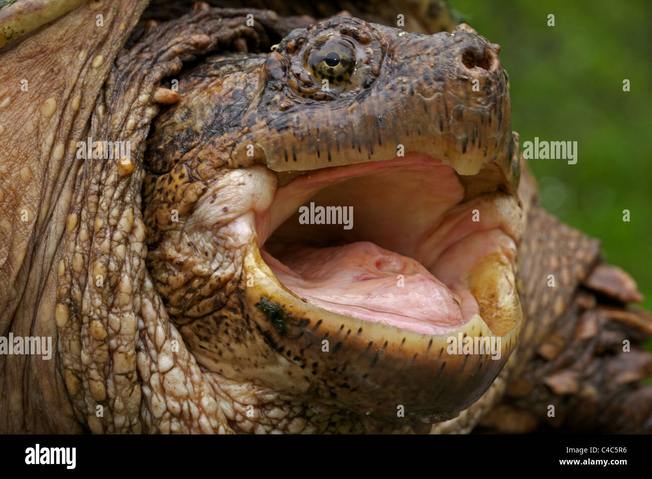 Snapping Turtle (Chelydra serpentina) - New York - Male - Found in ...