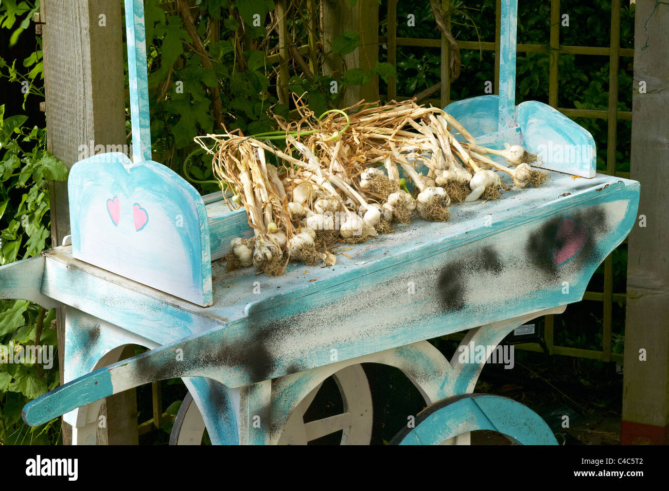 Garlic Marco variety drying out Allium Sativum Stock Photo - Alamy