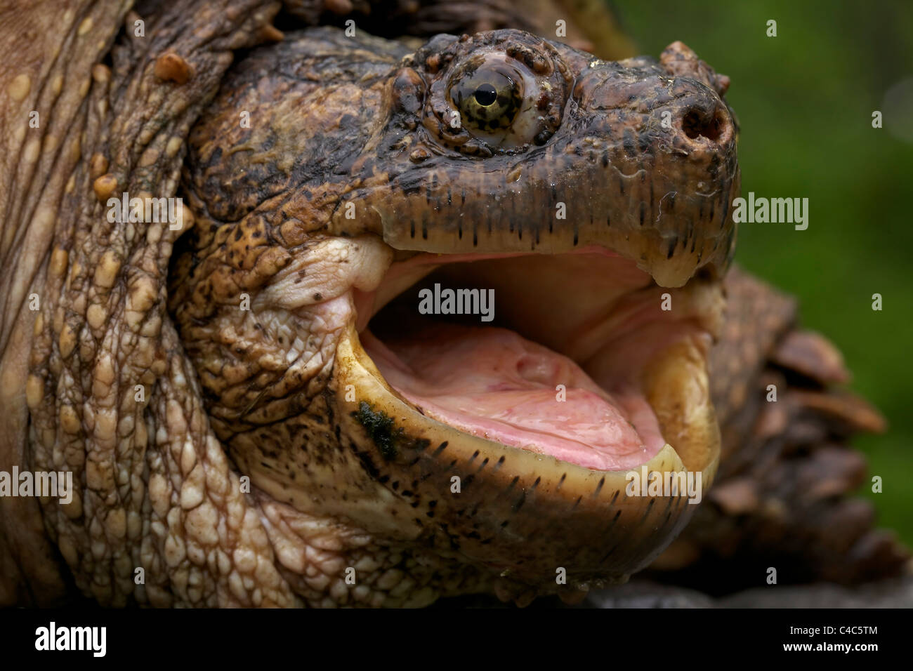 Snapping Turtle (Chelydra serpentina) - New York - Male - Found in ...