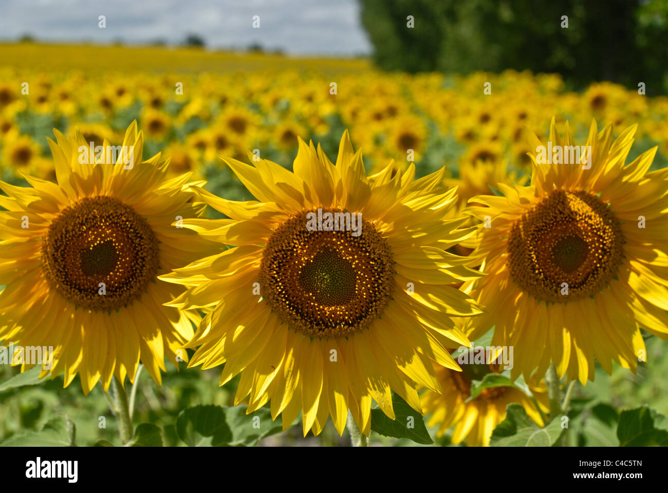 Trio of sunflowers hi-res stock photography and images - Alamy