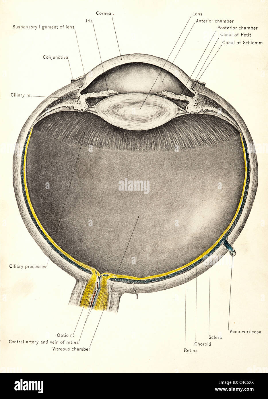 Rod and cone cells of the eye hi-res stock photography and images - Alamy