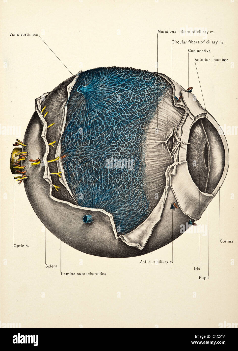 Illustration of the Human Eye copyright 1904 Stock Photo - Alamy