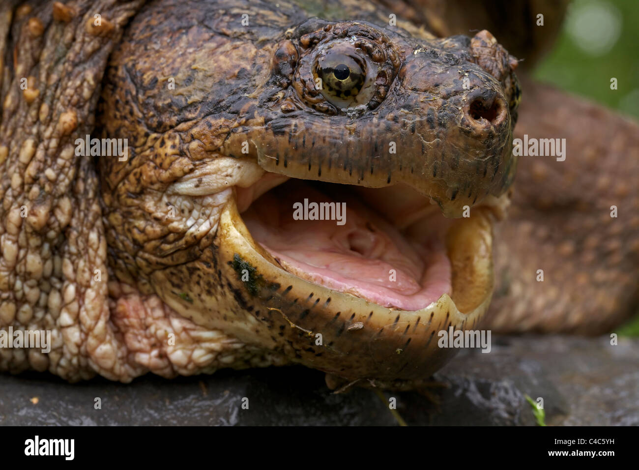 Snapping Turtle (Chelydra serpentina) - New York - Male - Found in ...