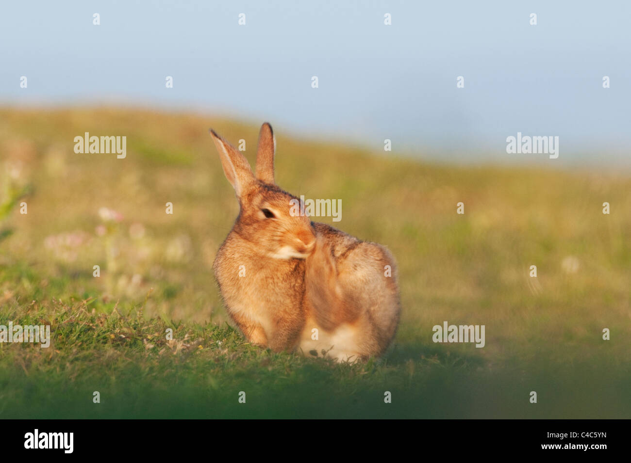 Oryctolagus cuniculus rabbit hi-res stock photography and images - Alamy