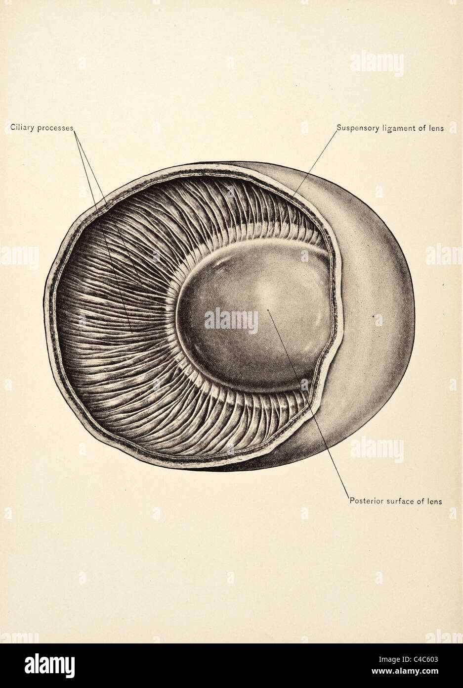 Suspensory Ligament Sheep Eye