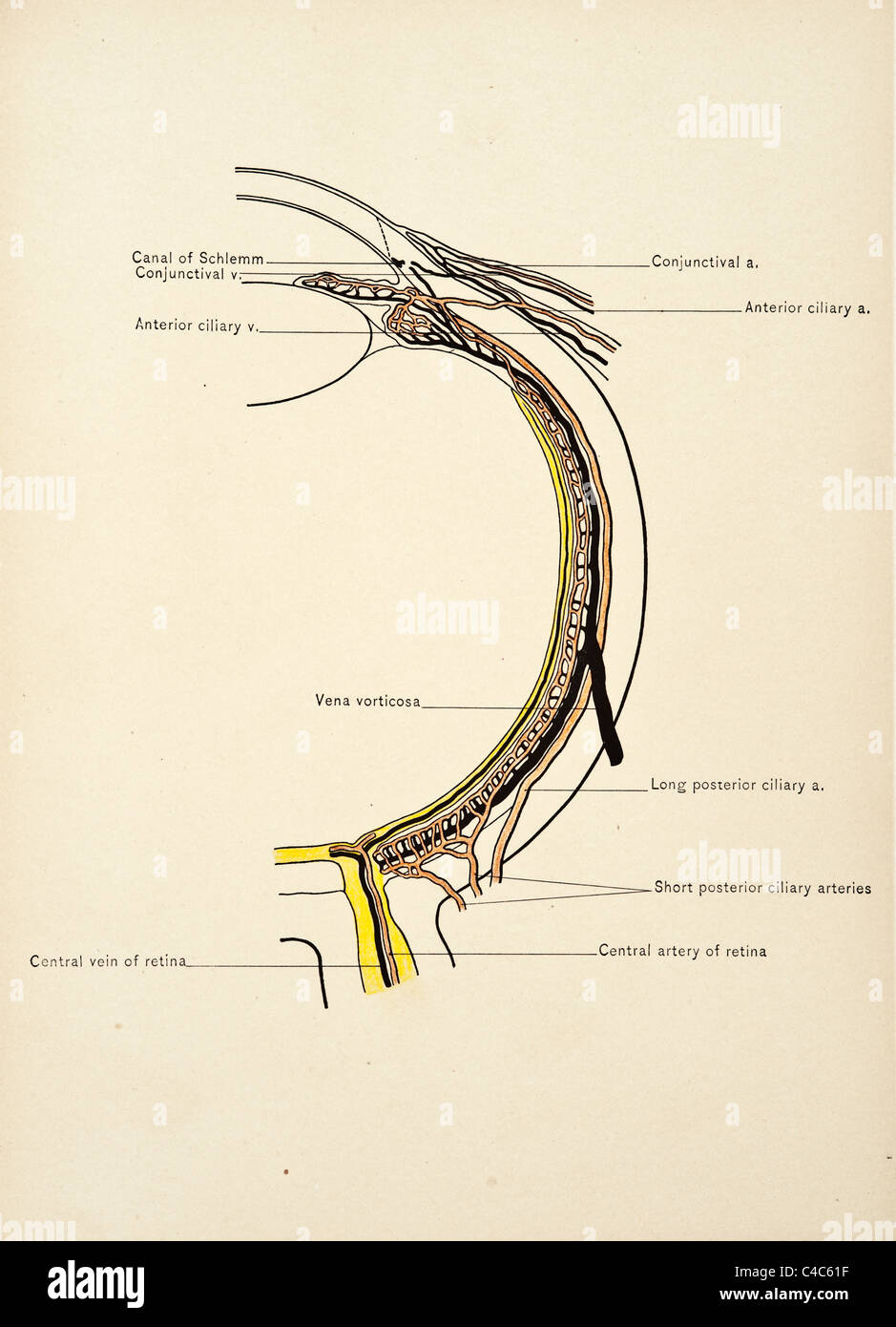 Illustration of the Blood Vessels of the Human Eyeball copyright 1904 ...