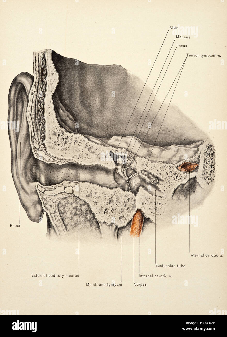 Illustration of the Human Ear copyright 1904 Stock Photo - Alamy