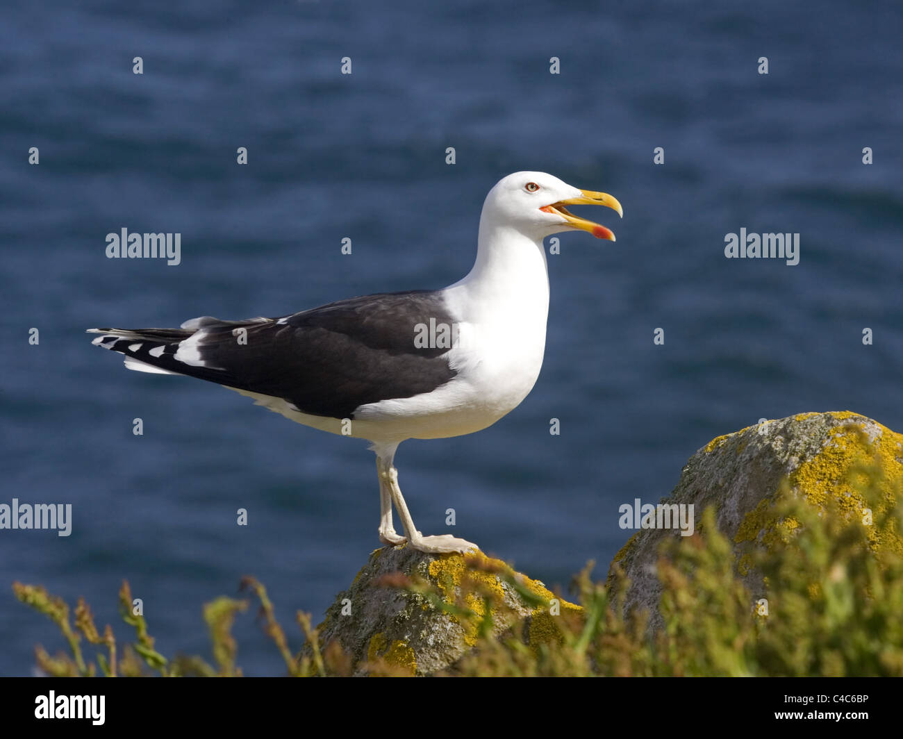 Great black backed gull hi-res stock photography and images - Alamy