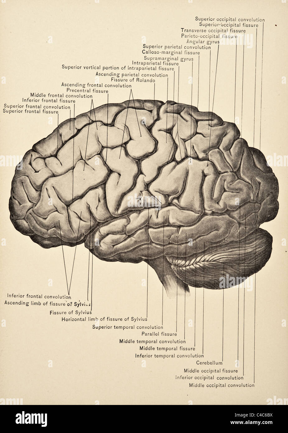 Illustration of the Human Brain copyright 1904 Stock Photo - Alamy