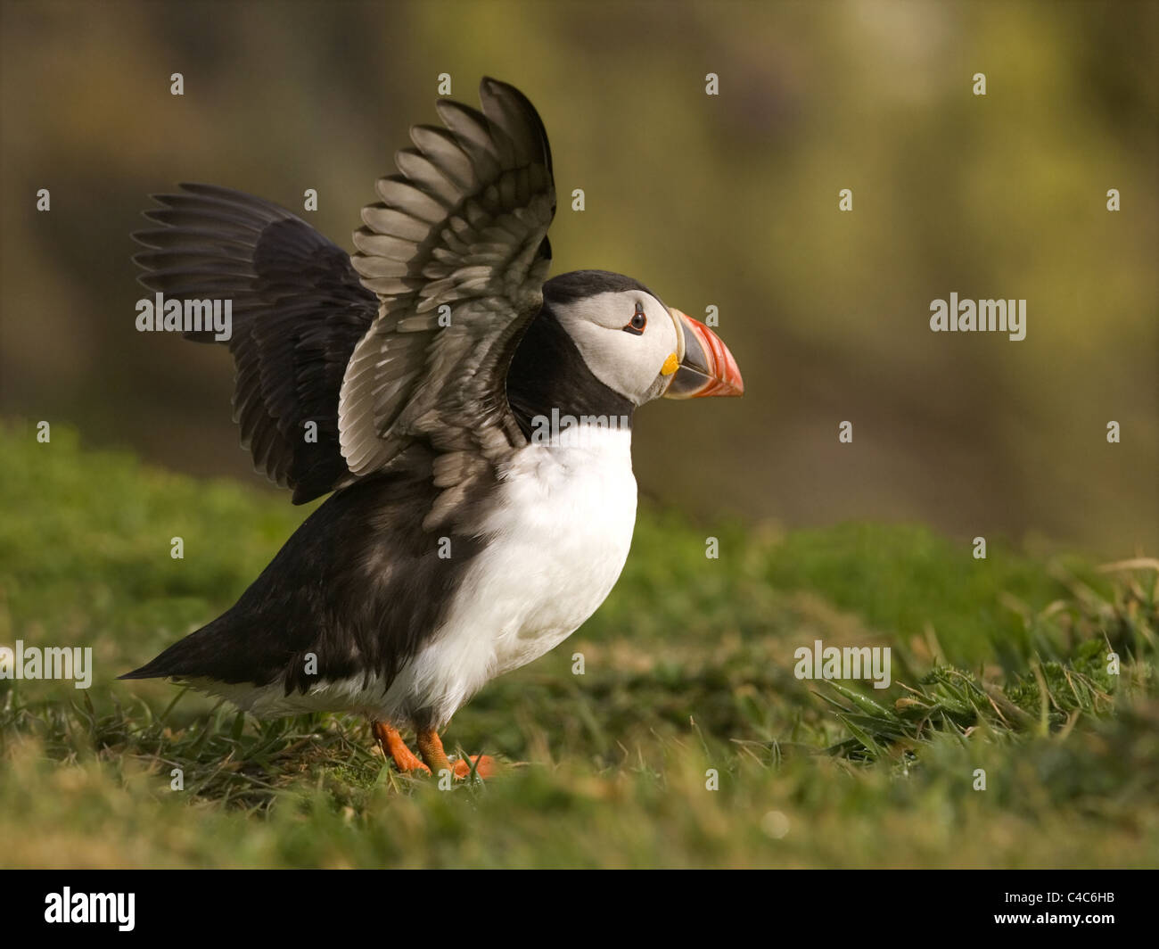 Atlantic puffin with wings raised Stock Photo - Alamy