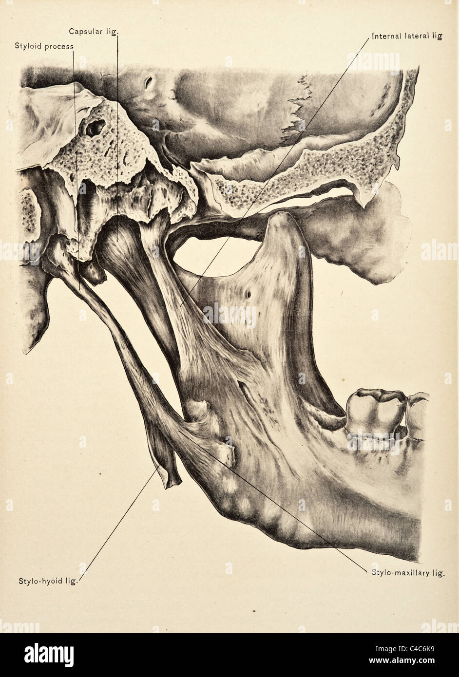 Human maxilla bone hi-res stock photography and images - Alamy