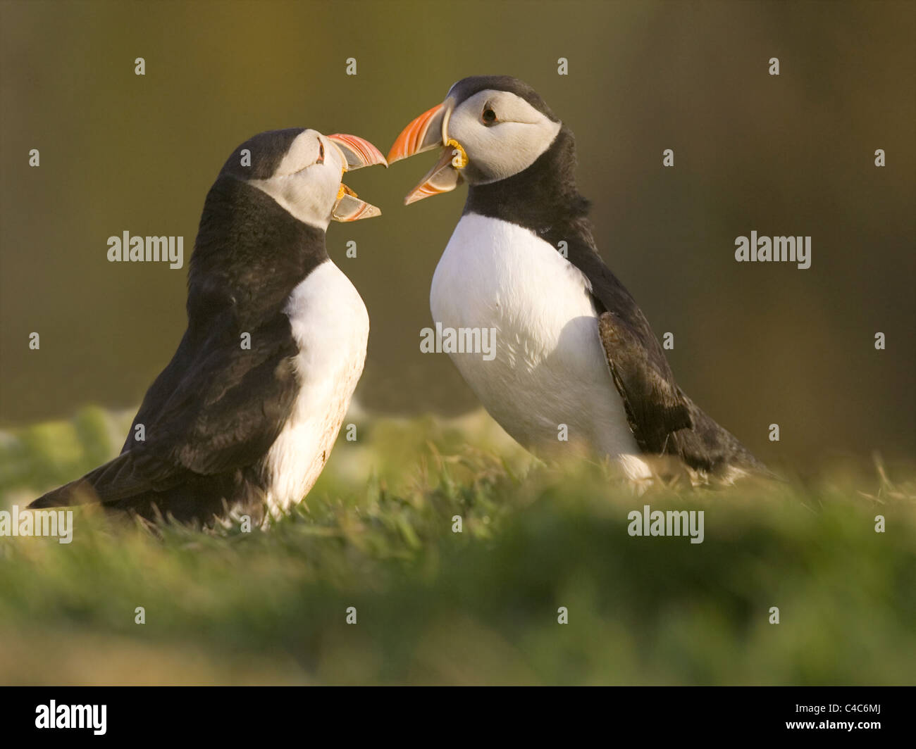 Atlantic puffins squabbling Stock Photo - Alamy