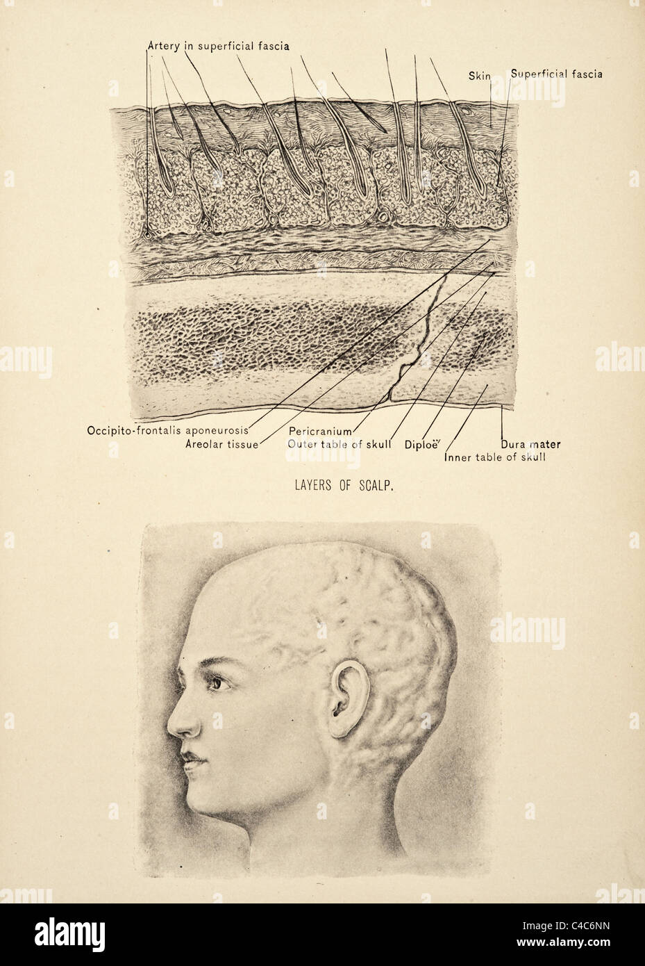 Illustration of the Human Scalp copyright 1904 Stock Photo - Alamy