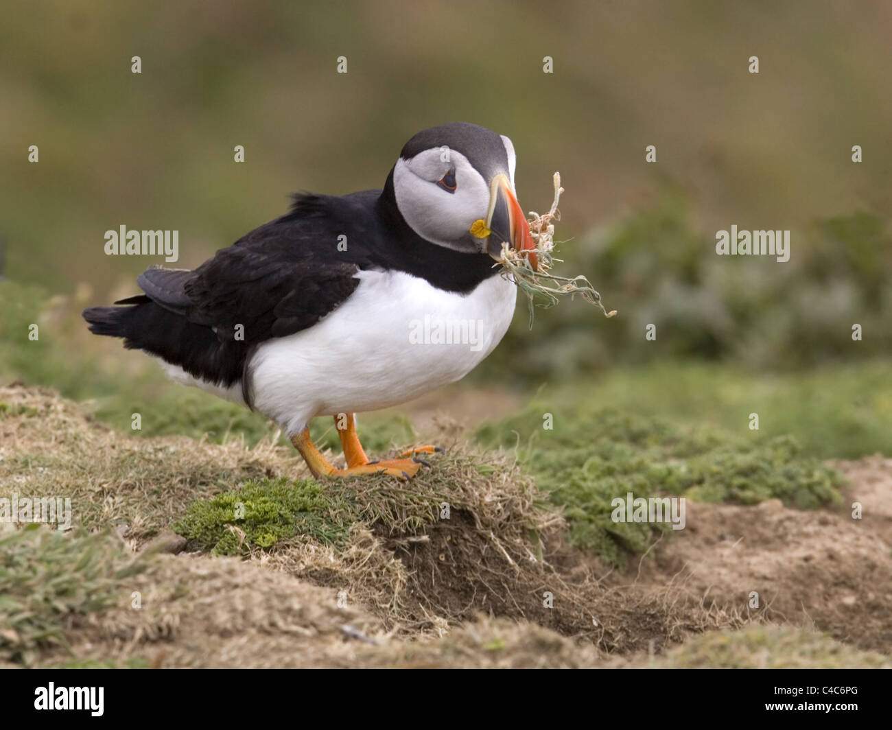 Atlantic puffin with nesting material Stock Photo - Alamy