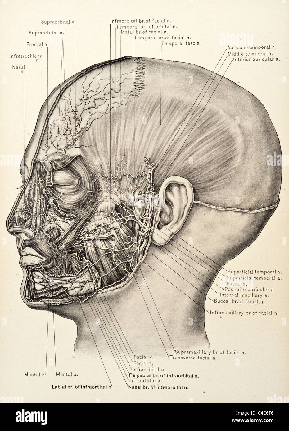 Illustration of the Human Head copyright 1904 Stock Photo - Alamy
