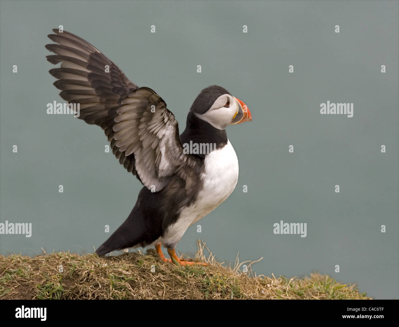 Puffin wings hi-res stock photography and images - Alamy