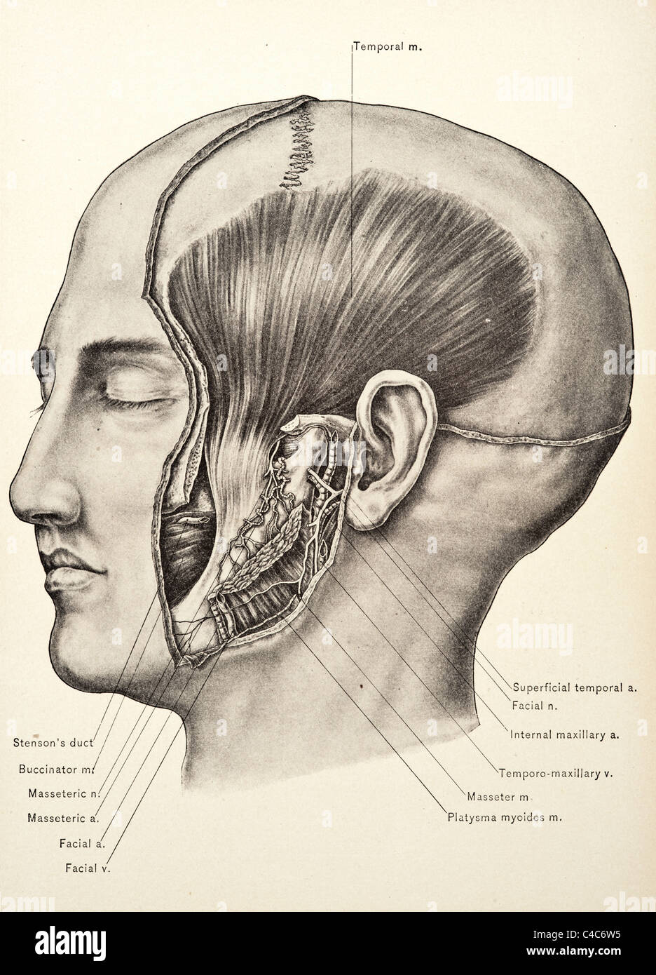 Illustration of the Human Temporal Muscle copyright 1904 Stock Photo ...