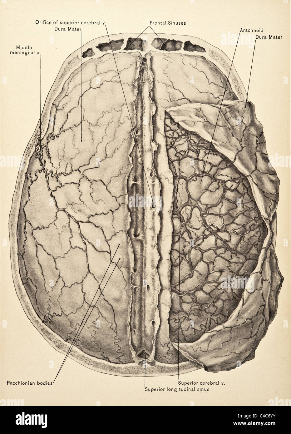 Illustration of Human Blood Vessels of the Brain copyright 1904 Stock ...