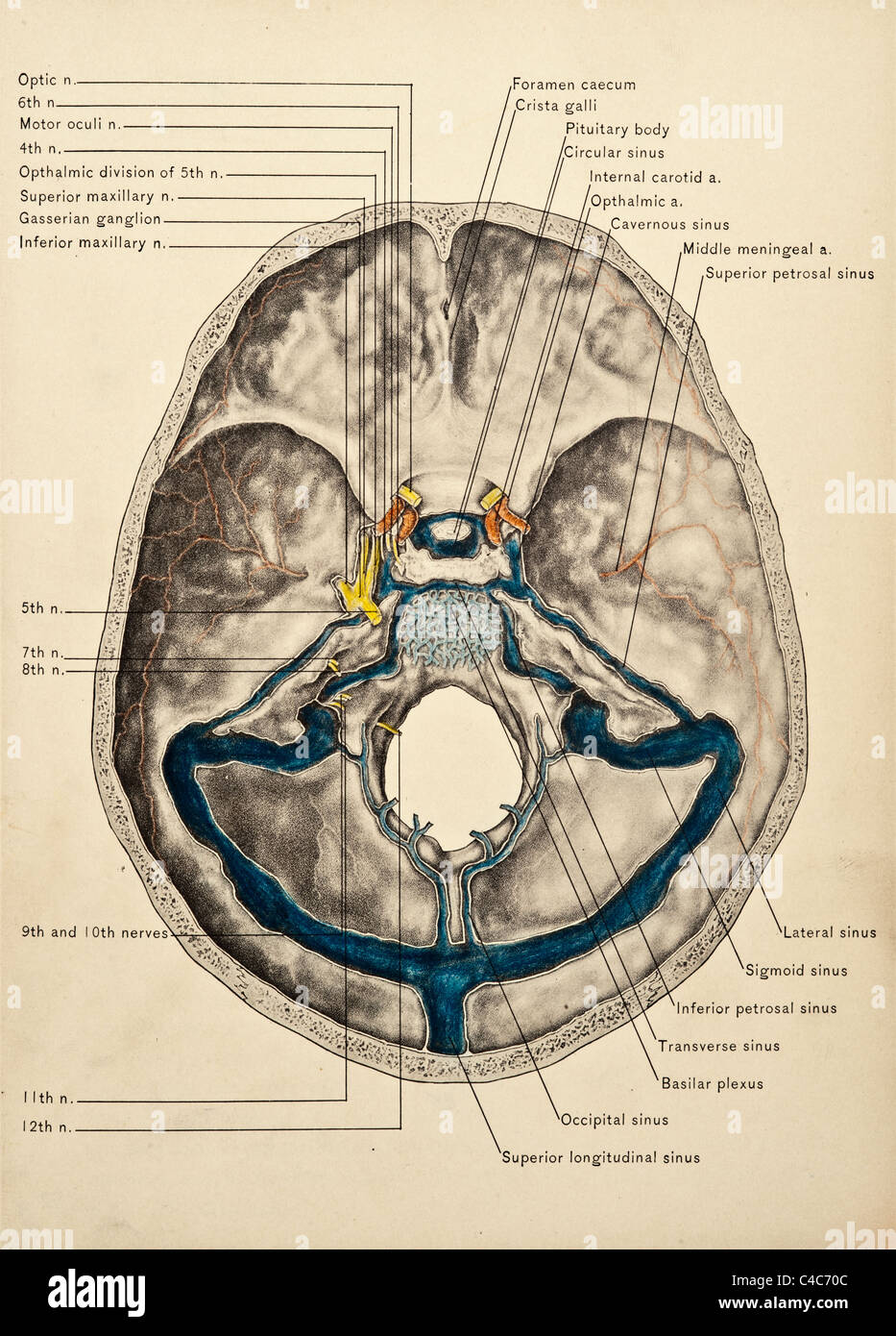 Illustration of the Human Head copyright 1904 Stock Photo - Alamy