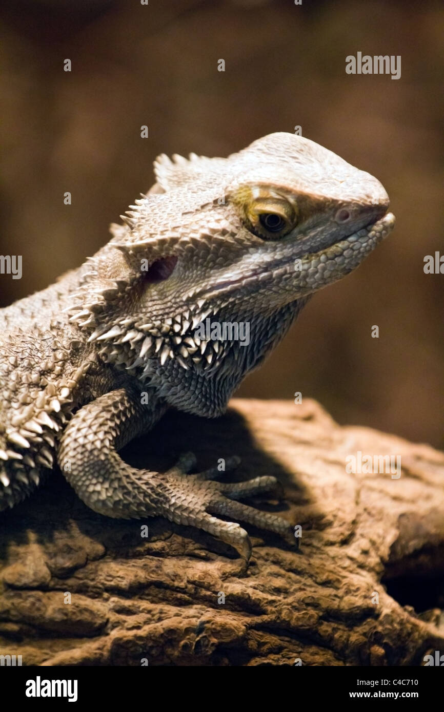 Wildlife bearded dragon hi-res stock photography and images - Alamy