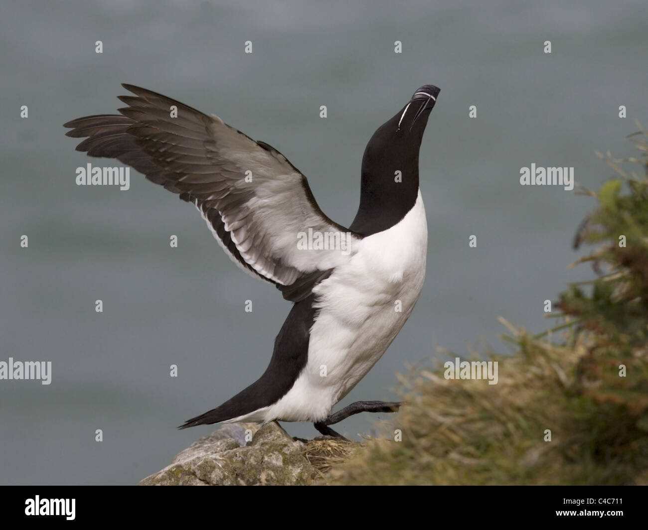 Razorbill with wings raised Stock Photo - Alamy