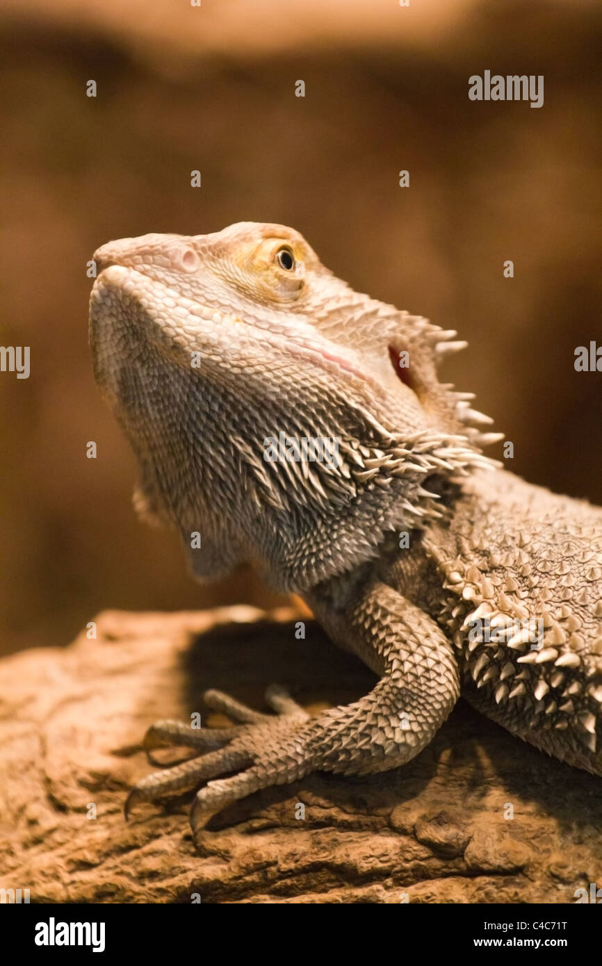 Bearded dragon desert hi-res stock photography and images - Alamy