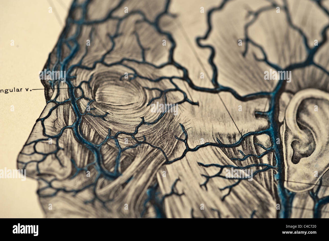 Lymphatic vessels anatomy hi-res stock photography and images - Alamy