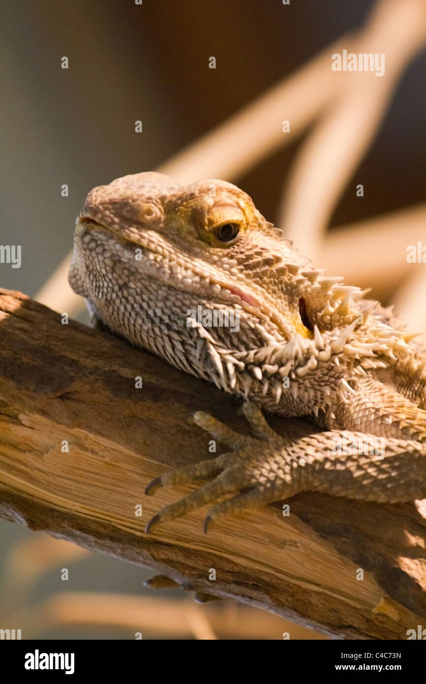 Bearded dragon desert hi-res stock photography and images - Alamy