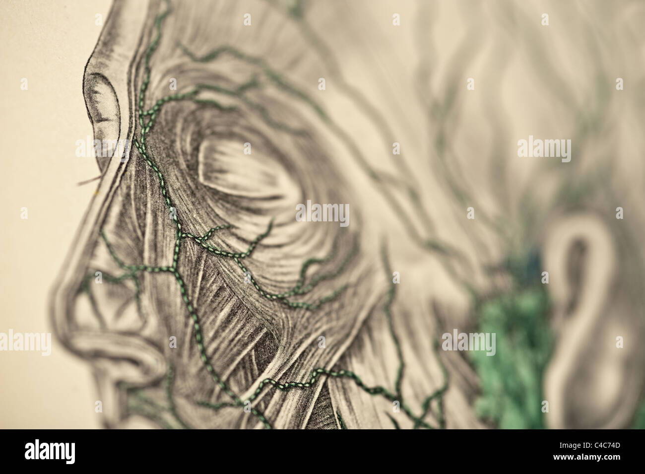 Lymphatic system of the head hi-res stock photography and images - Alamy