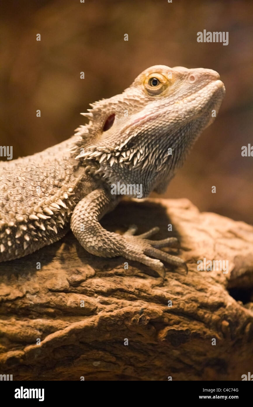 Bearded dragon desert hi-res stock photography and images - Alamy