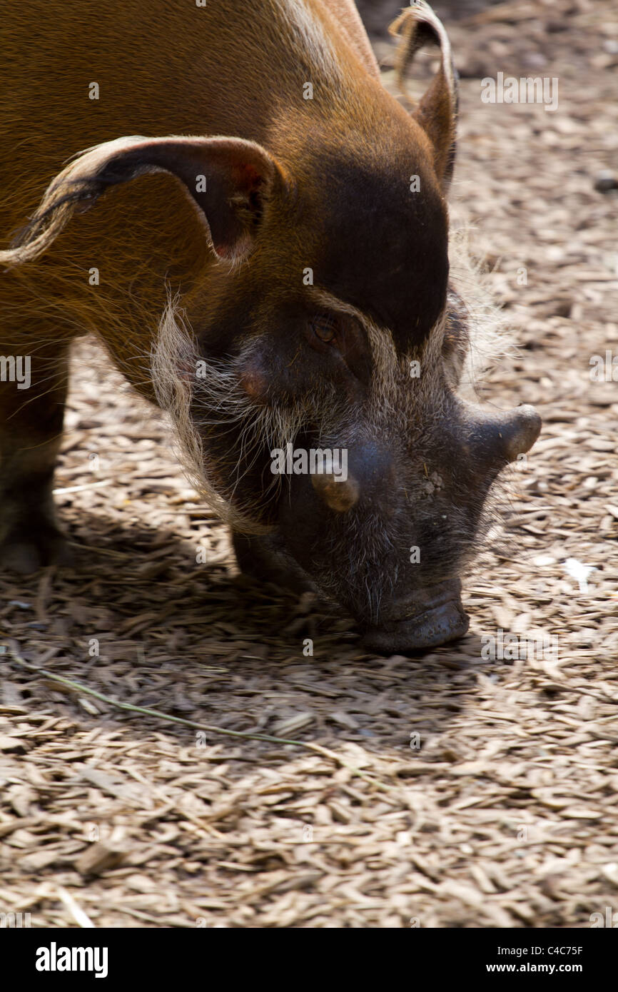 Bush pig hi-res stock photography and images - Alamy