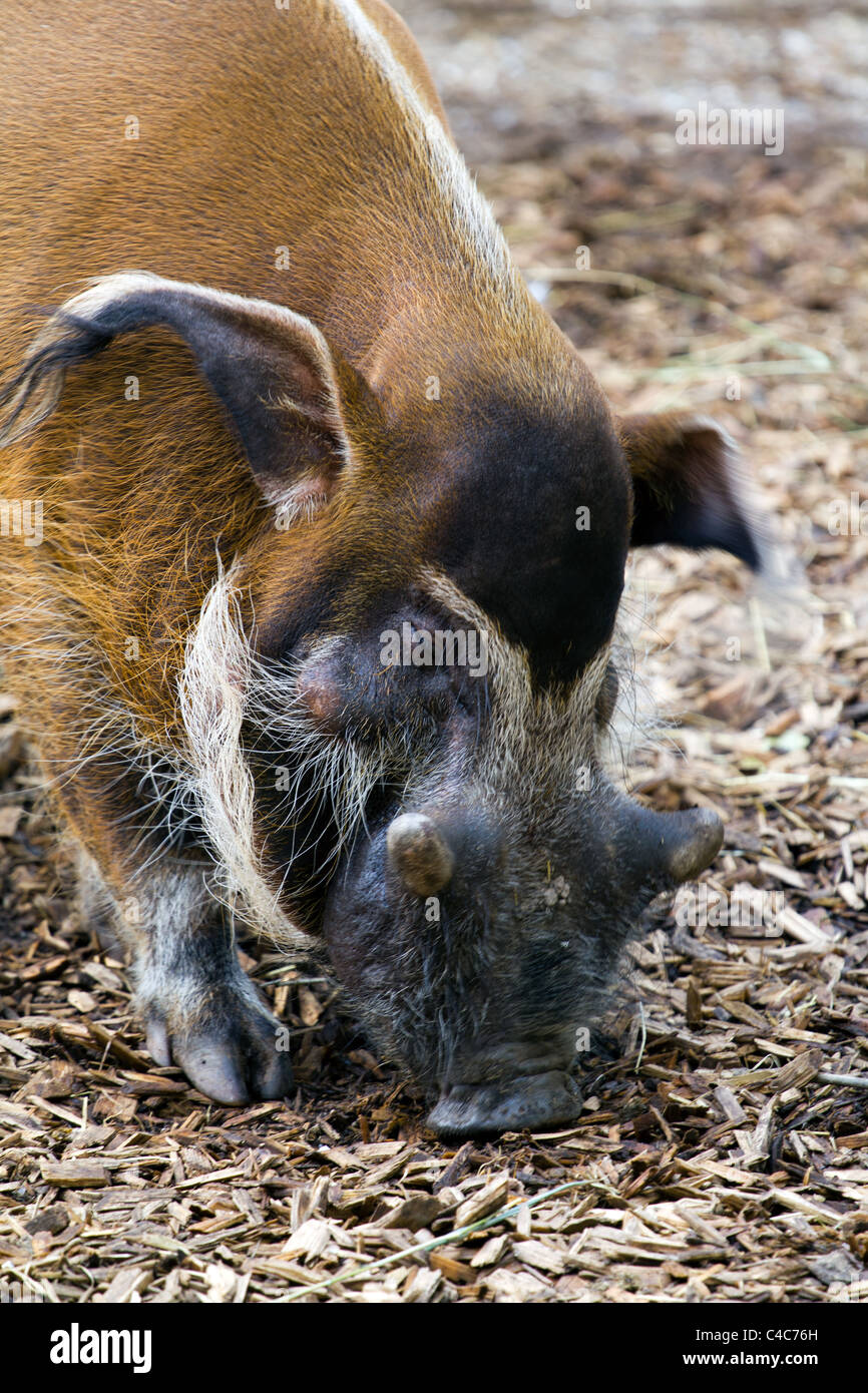 Bush pig hi-res stock photography and images - Alamy