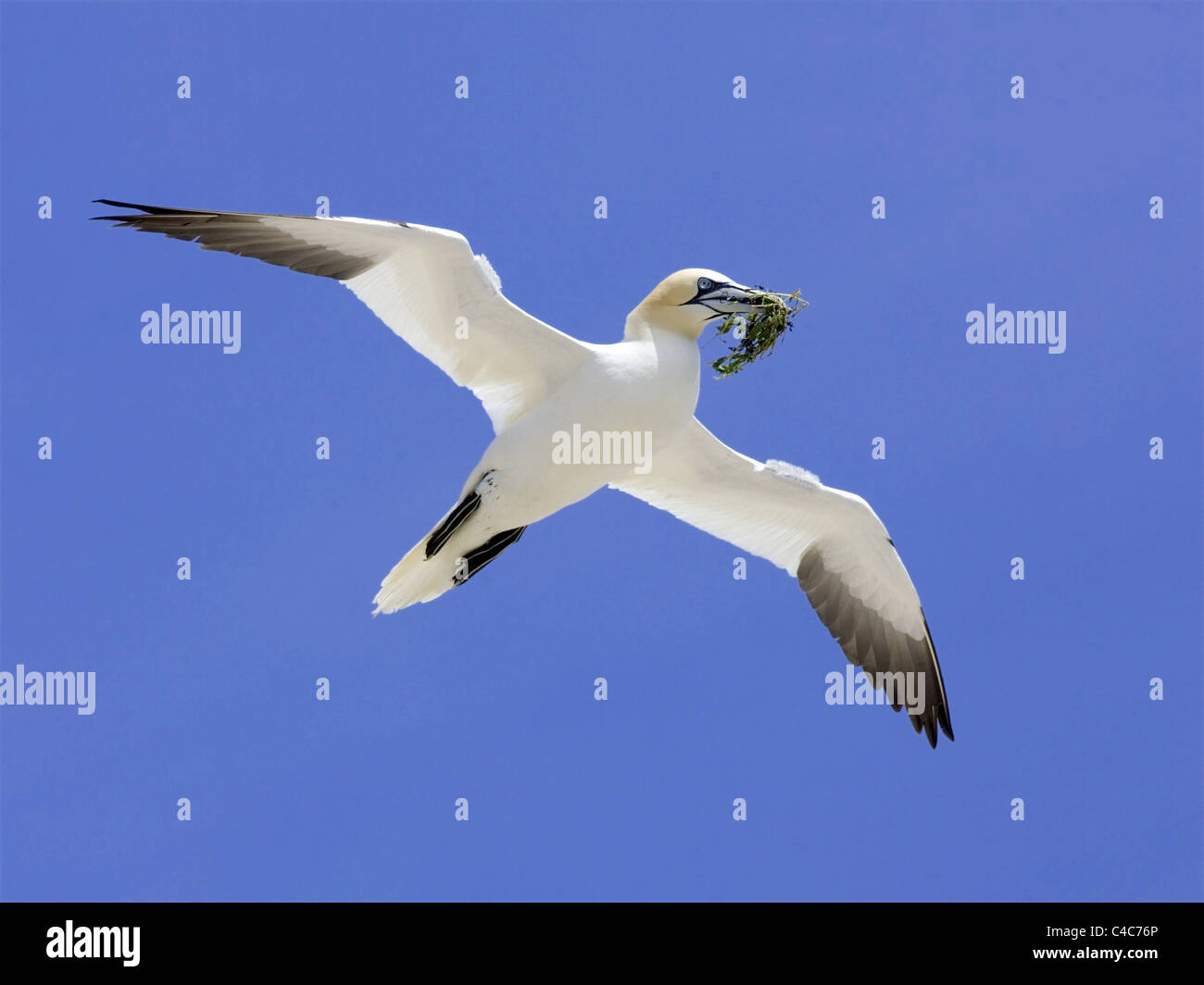 Flight material hi-res stock photography and images - Alamy