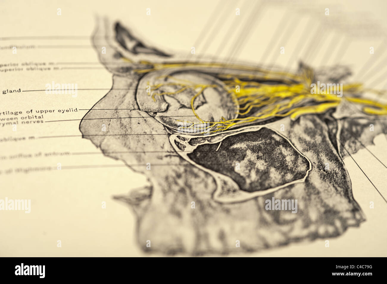 Eye socket with optic nerves circa 1904 Stock Photo - Alamy