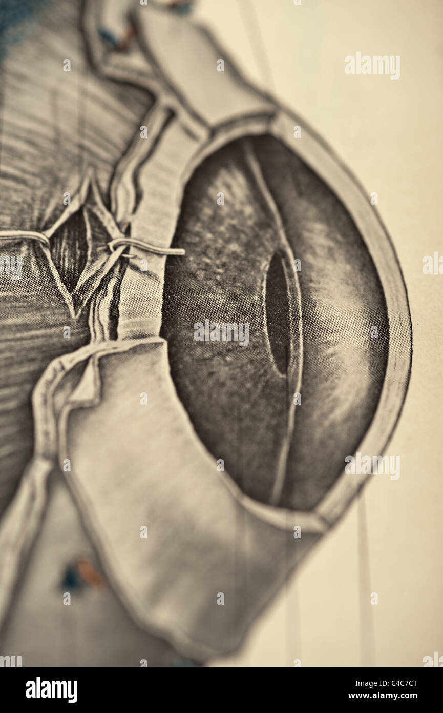 Illustration of the Human Eye copyright 1904 Stock Photo - Alamy