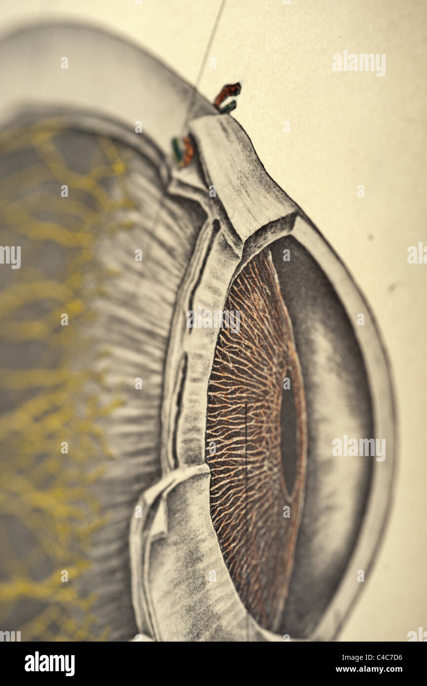 Illustration of the Human Eye copyright 1904 Stock Photo - Alamy