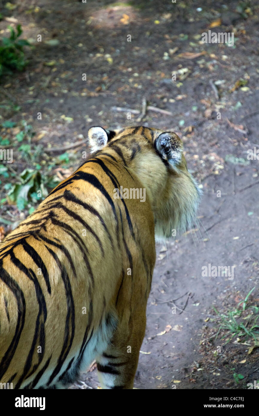 Siberian wildlife hi-res stock photography and images - Alamy