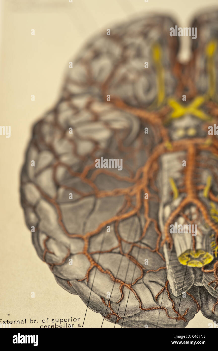 Illustration of the Human Brain copyright 1904 Stock Photo - Alamy