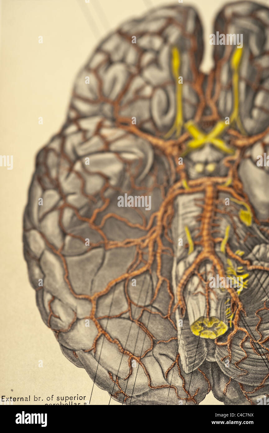 Illustration of the Human Brain copyright 1904 Stock Photo - Alamy