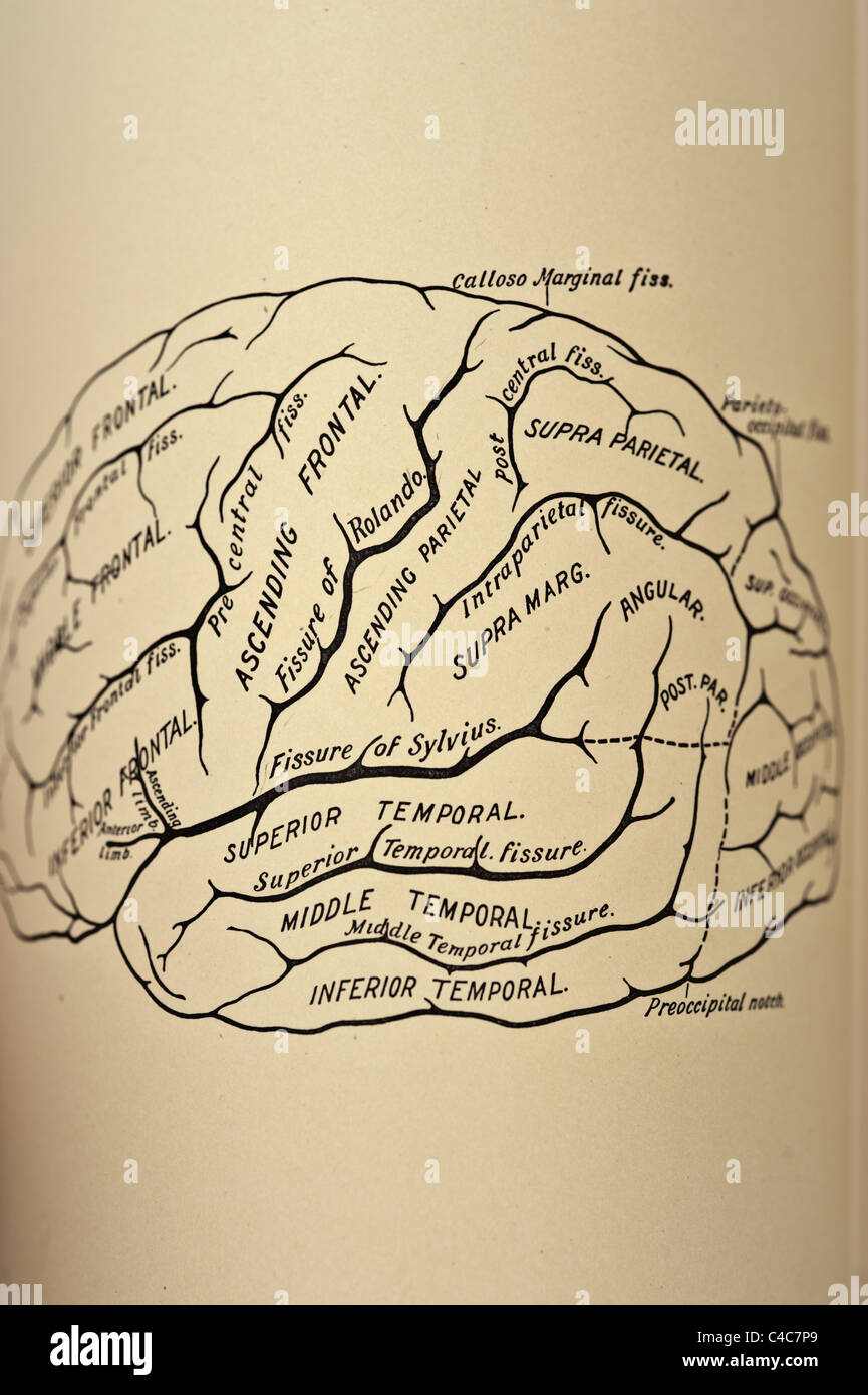 Illustration of the Human Brain copyright 1904 Stock Photo - Alamy